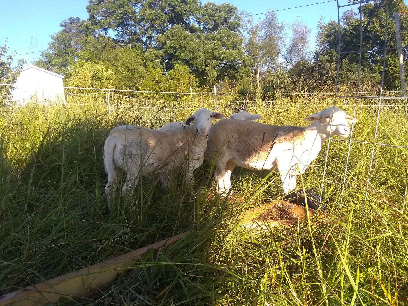 The Lamb Experiment. – Andrew Wellington